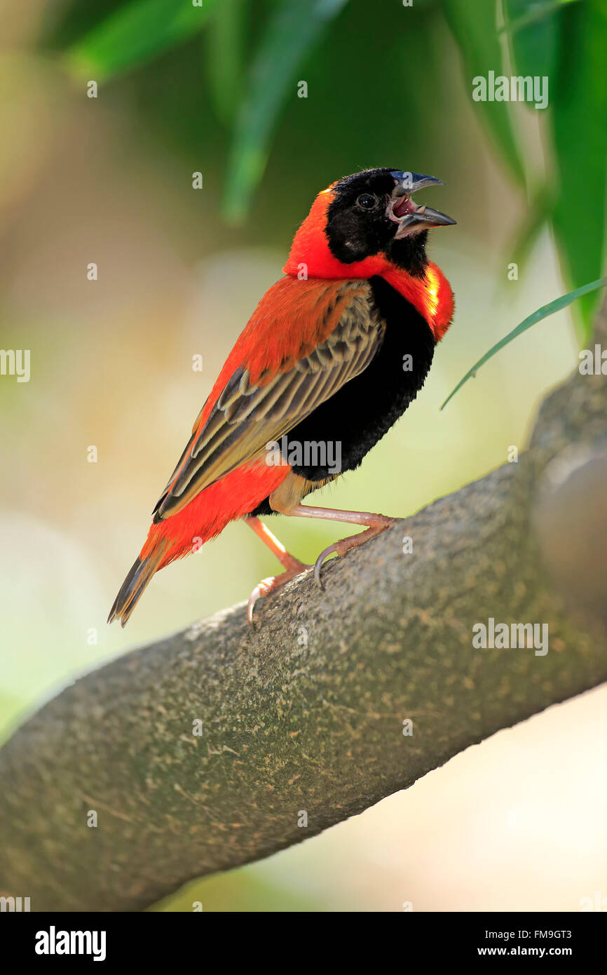 Red Bishop, Western Cape, South Africa, Africa / (Euplectes orix Stock ...