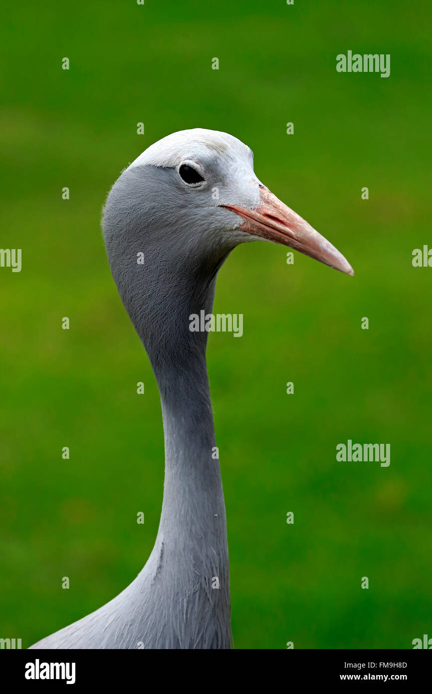 Blue Crane, Western Cape, South Africa, Africa / (Anthropoides ...