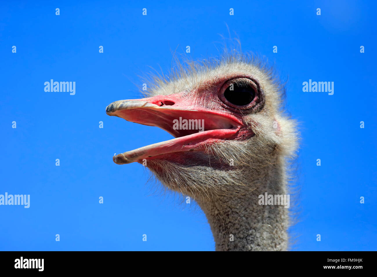 South African Ostrich, adult male portrait, Little Karoo, Western Cape ...