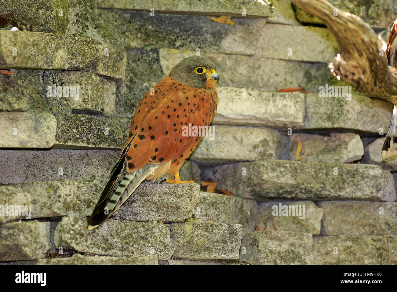 Krestel hi-res stock photography and images - Alamy