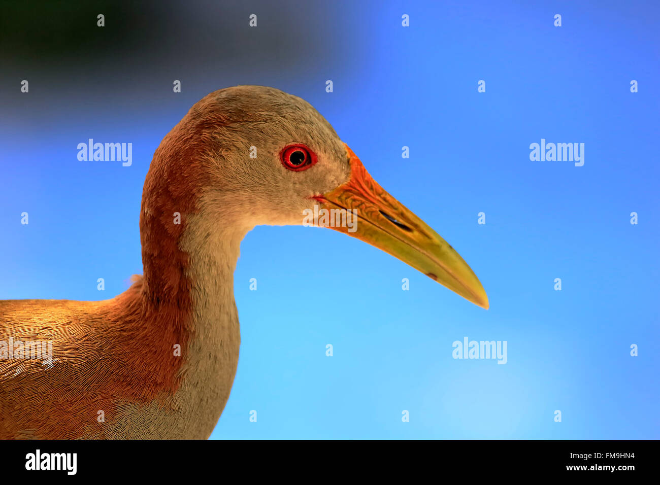Giant wood rail, South America / (Aramides ypecaha Stock Photo - Alamy