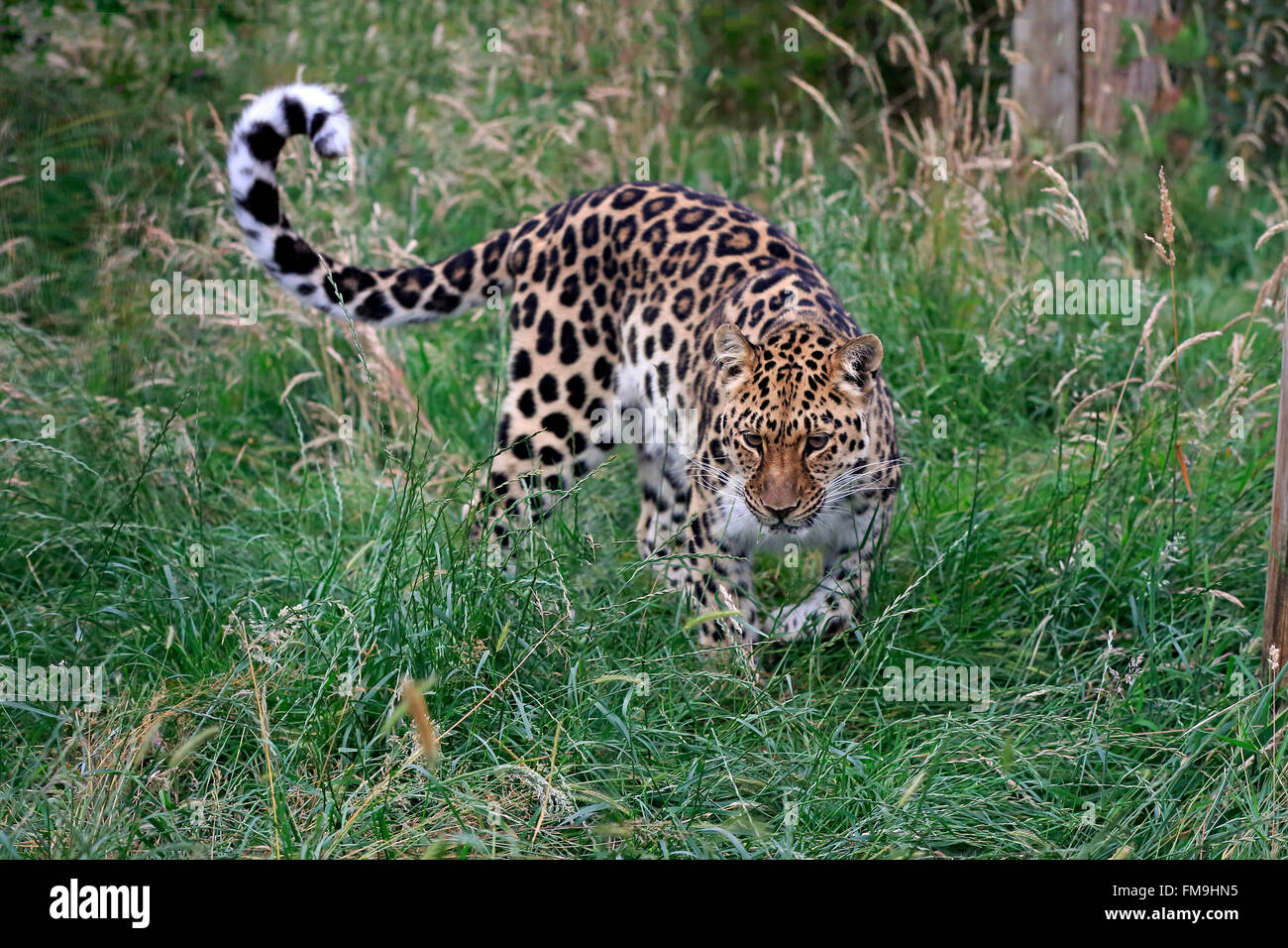 Leopard stalking prey hi-res stock photography and images - Alamy