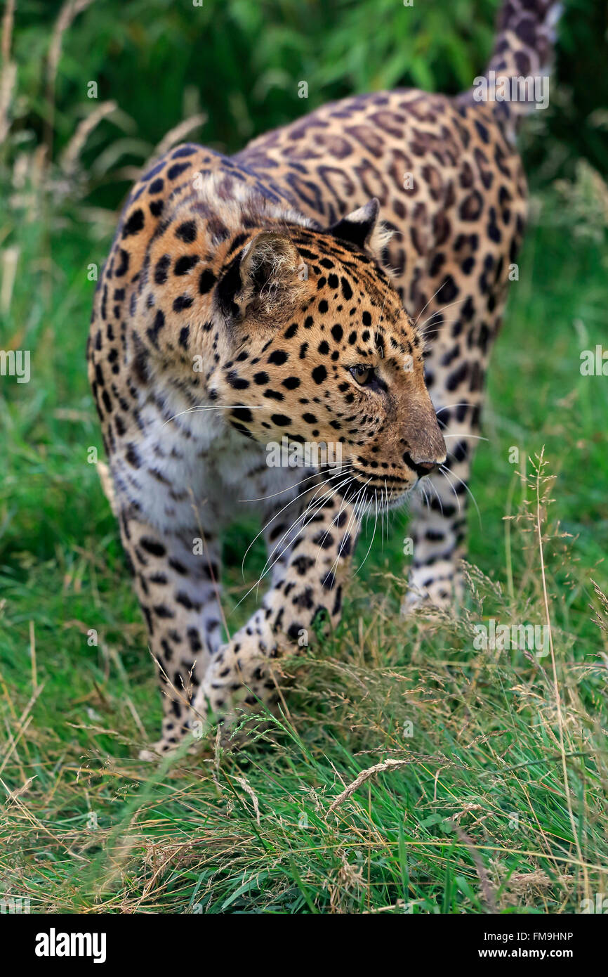 Amur leopard, adult, Asia / (Panthera pardus orientalis Stock Photo - Alamy