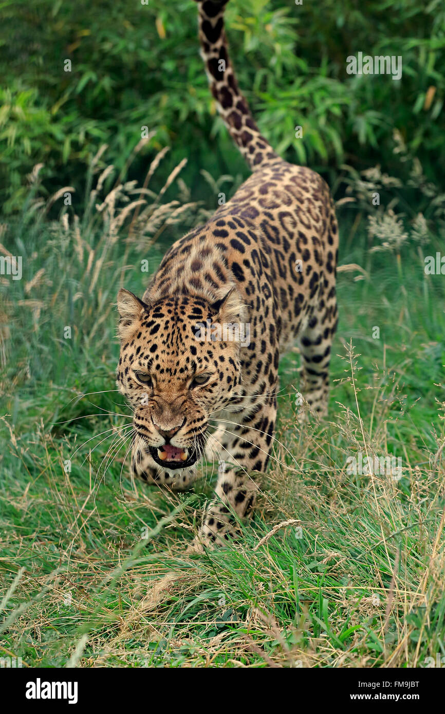 Amur leopard, adult stalking, Asia / (Panthera pardus orientalis Stock ...