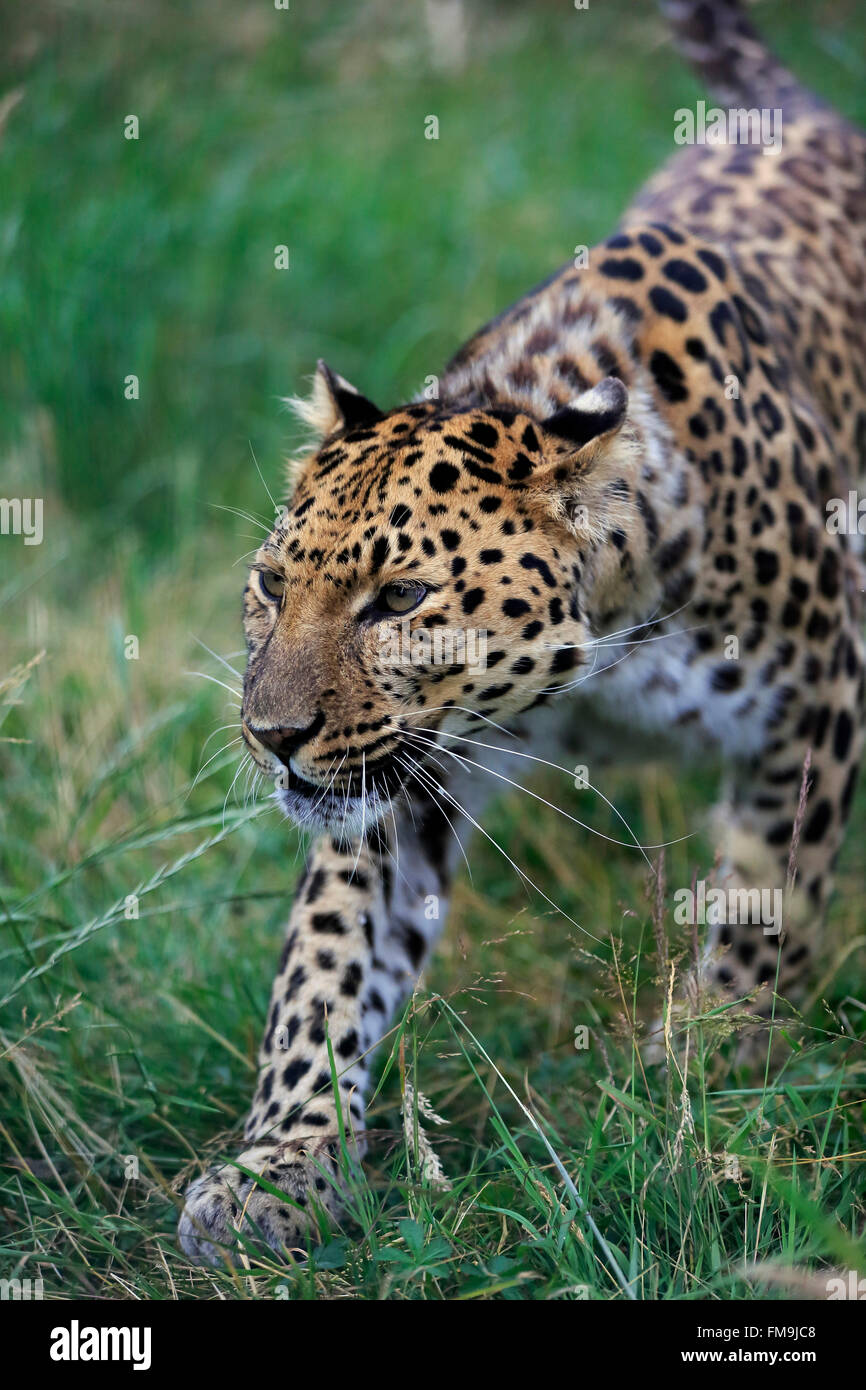 Amur leopard, adult stalking, Asia / (Panthera pardus orientalis Stock ...
