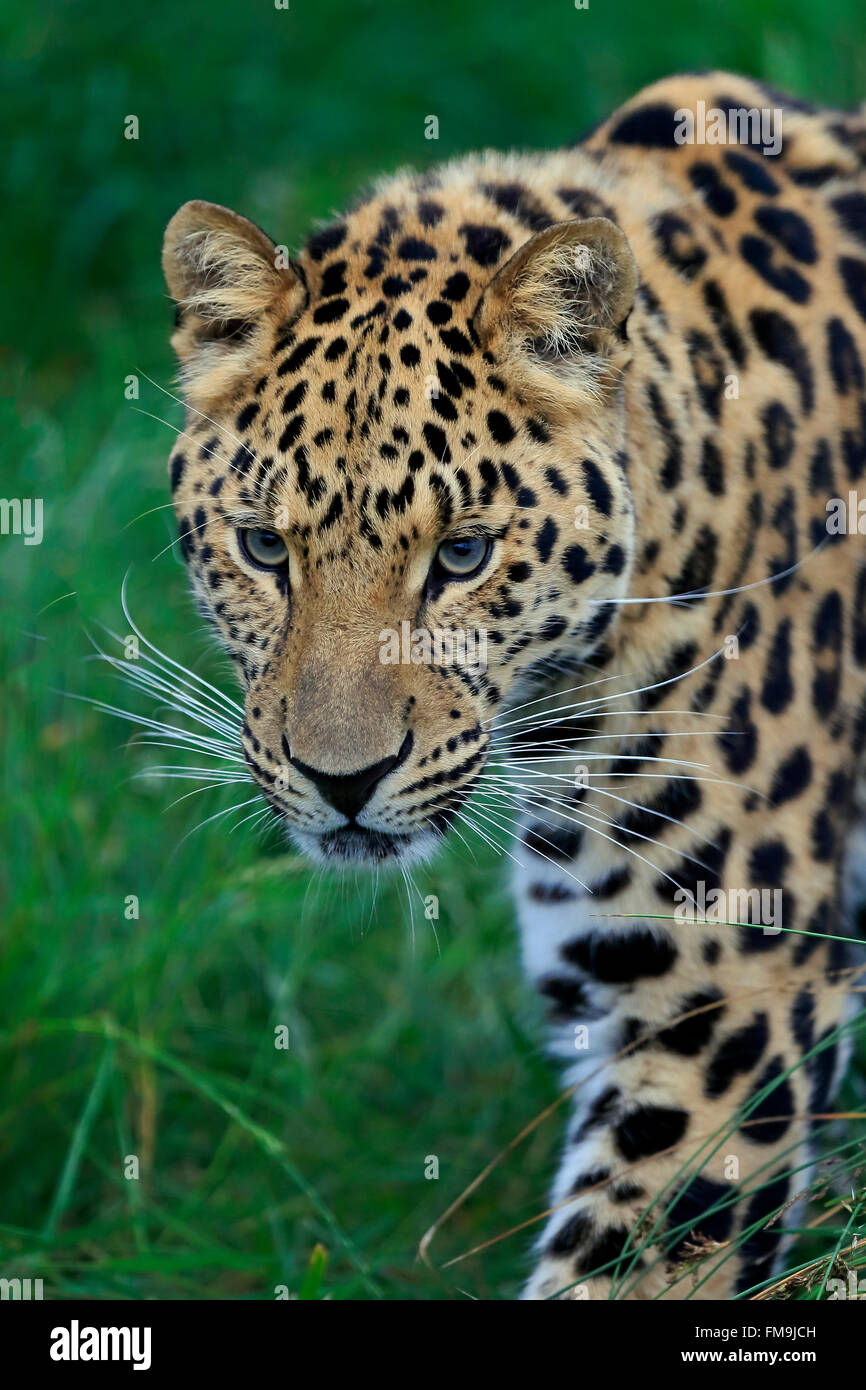 Amur leopard, Asia / (Panthera pardus orientalis Stock Photo - Alamy