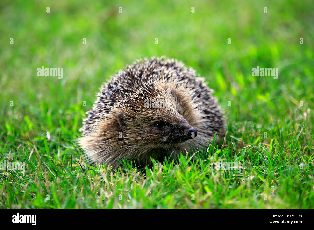 Western Hedgehog, Surrey, England, Europe / (Erinaceus europaeus Stock ...