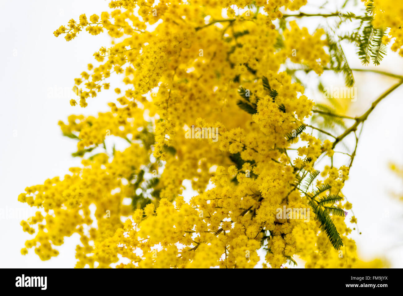 mimosa, the characteristic flower of the Women Day Stock Photo - Alamy