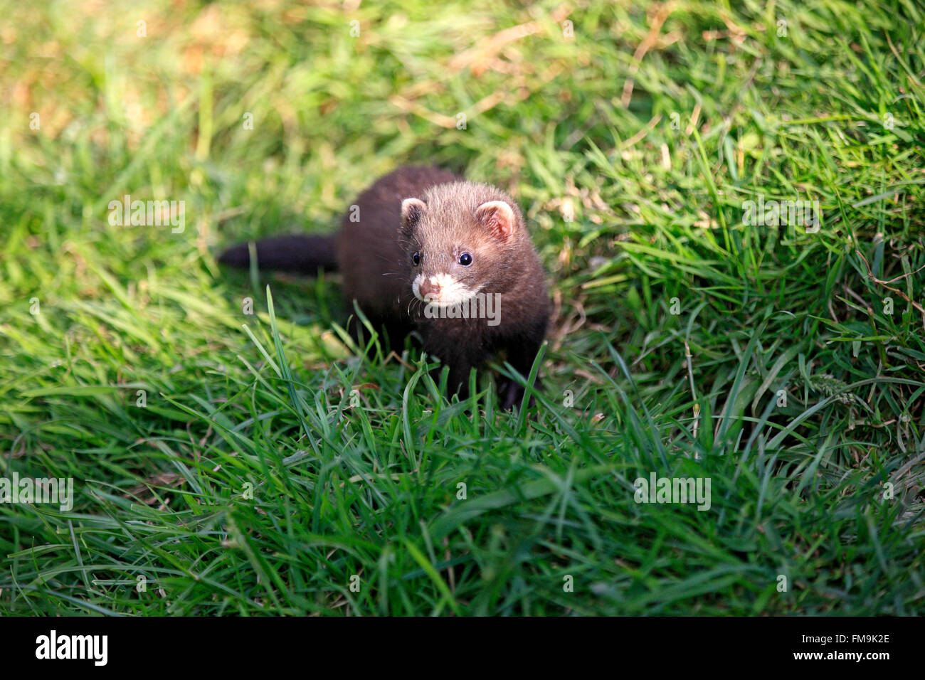 European polecat, young, Surrey, England, Europe / (Mustela putorius ...