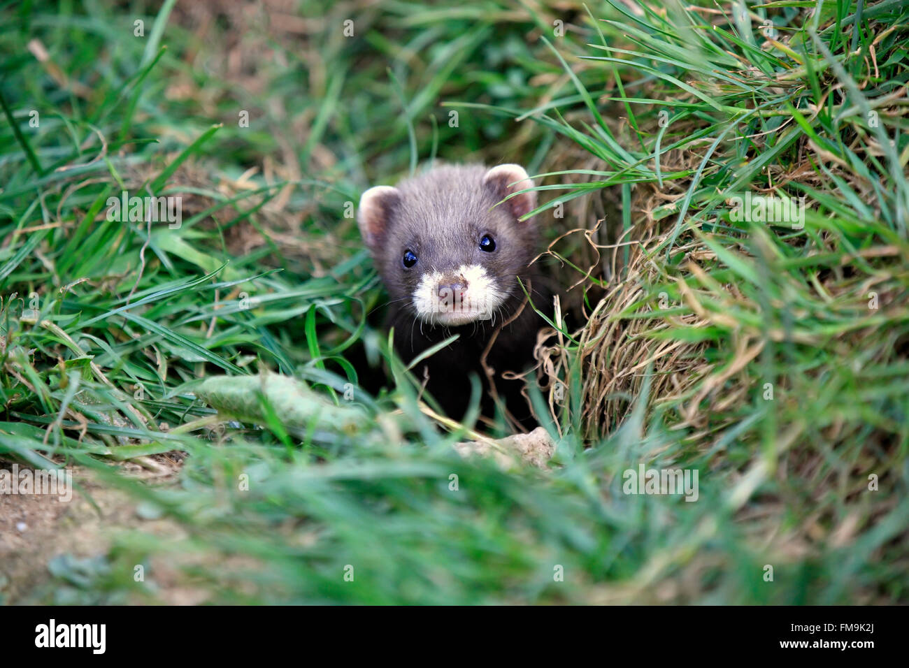 Juvenile european polecats mustela putorius hi-res stock photography ...