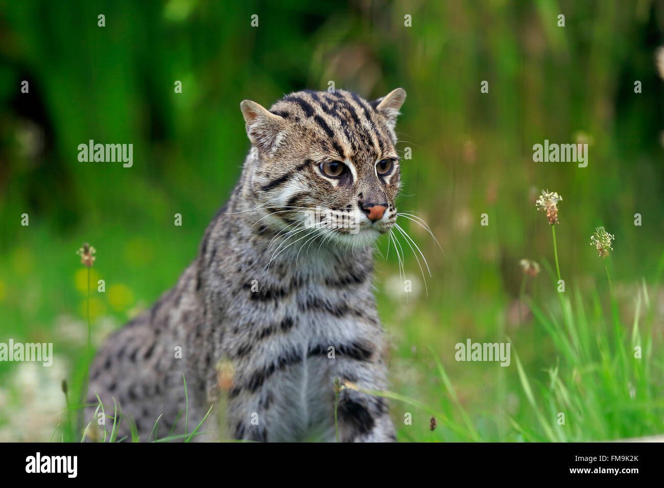 Felis viverrinus hi-res stock photography and images - Alamy