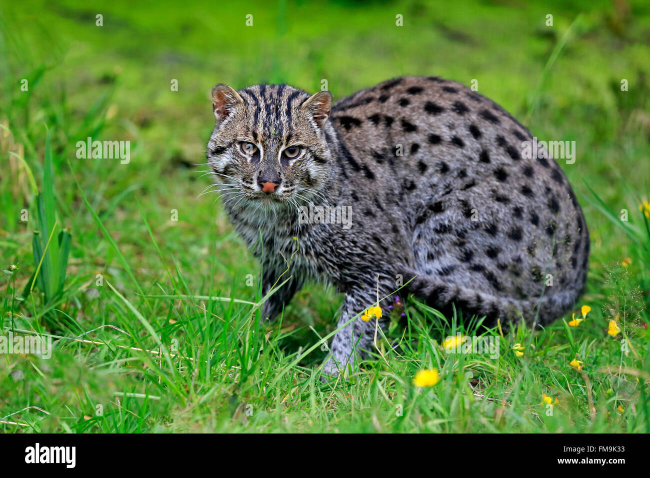 Prionailurus hi-res stock photography and images - Alamy