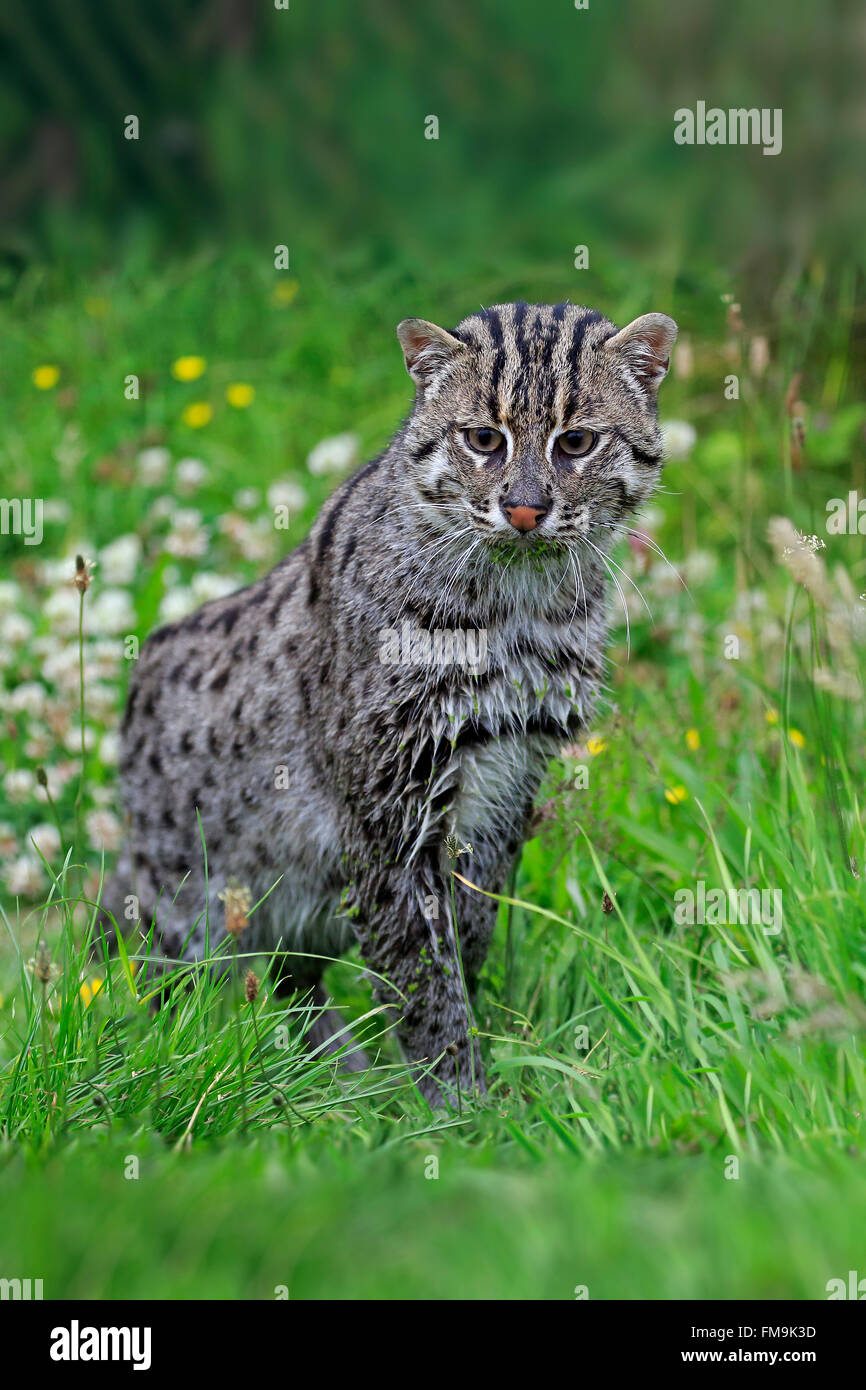 Felis viverrinus hi-res stock photography and images - Alamy