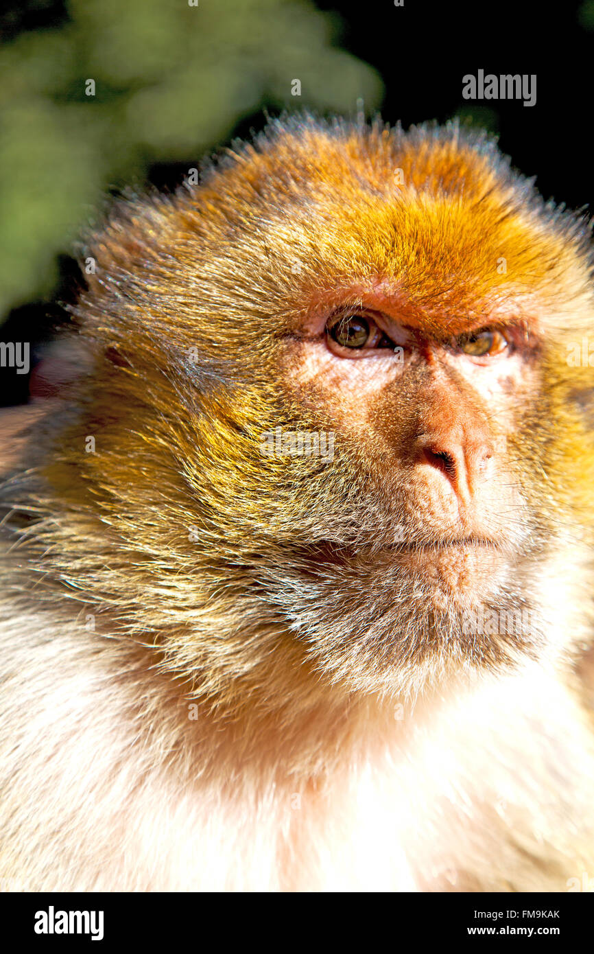 old monkey in africa morocco and natural background fauna close up ...