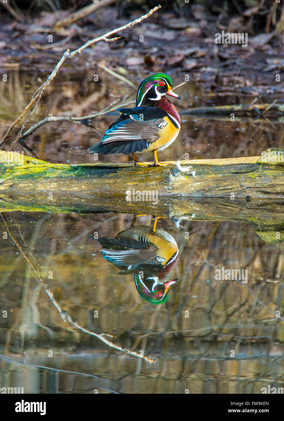 Attractions wildlife hi-res stock photography and images - Alamy