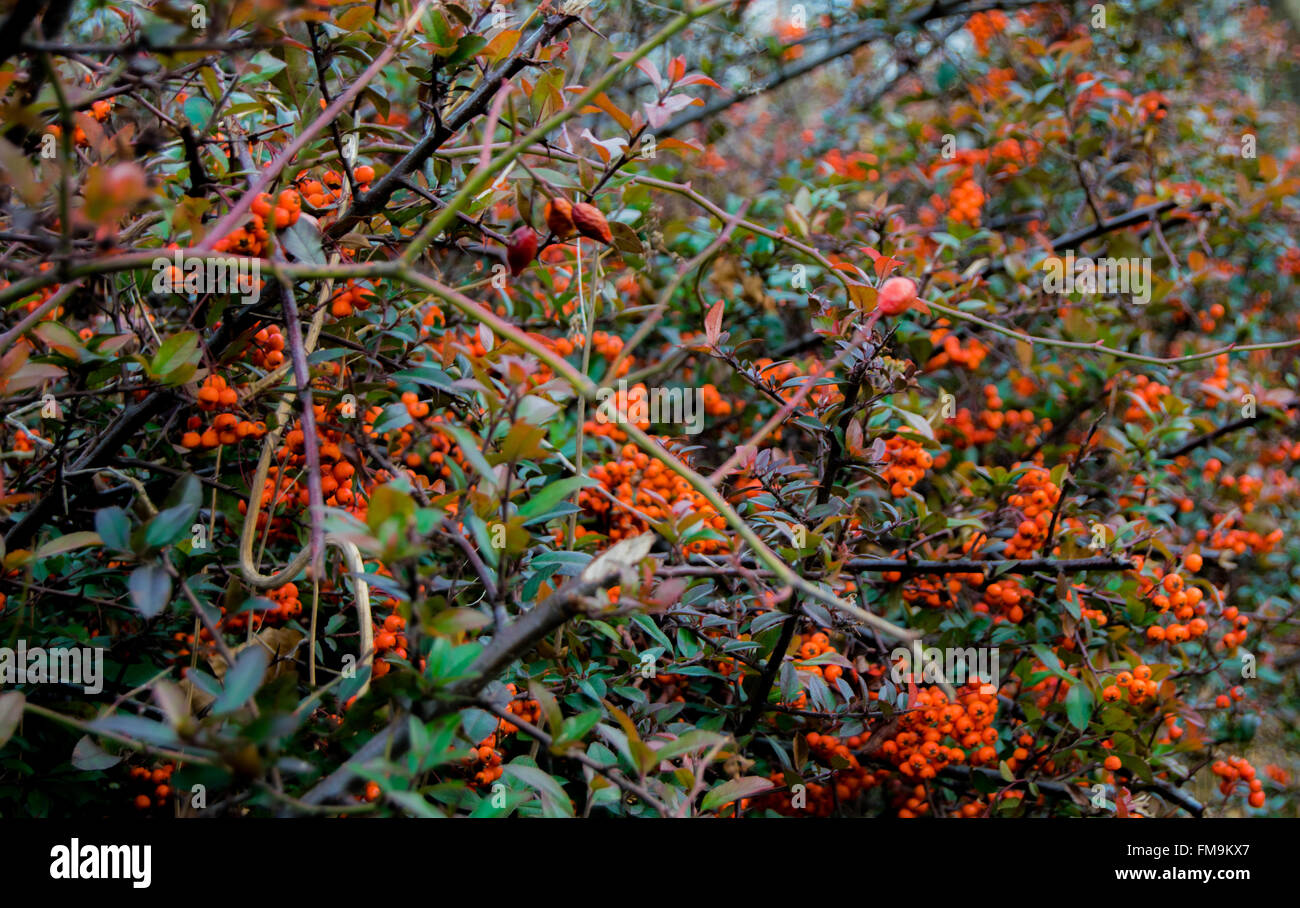 Captured a very colorful bush with lots of fruits during autumn season ...