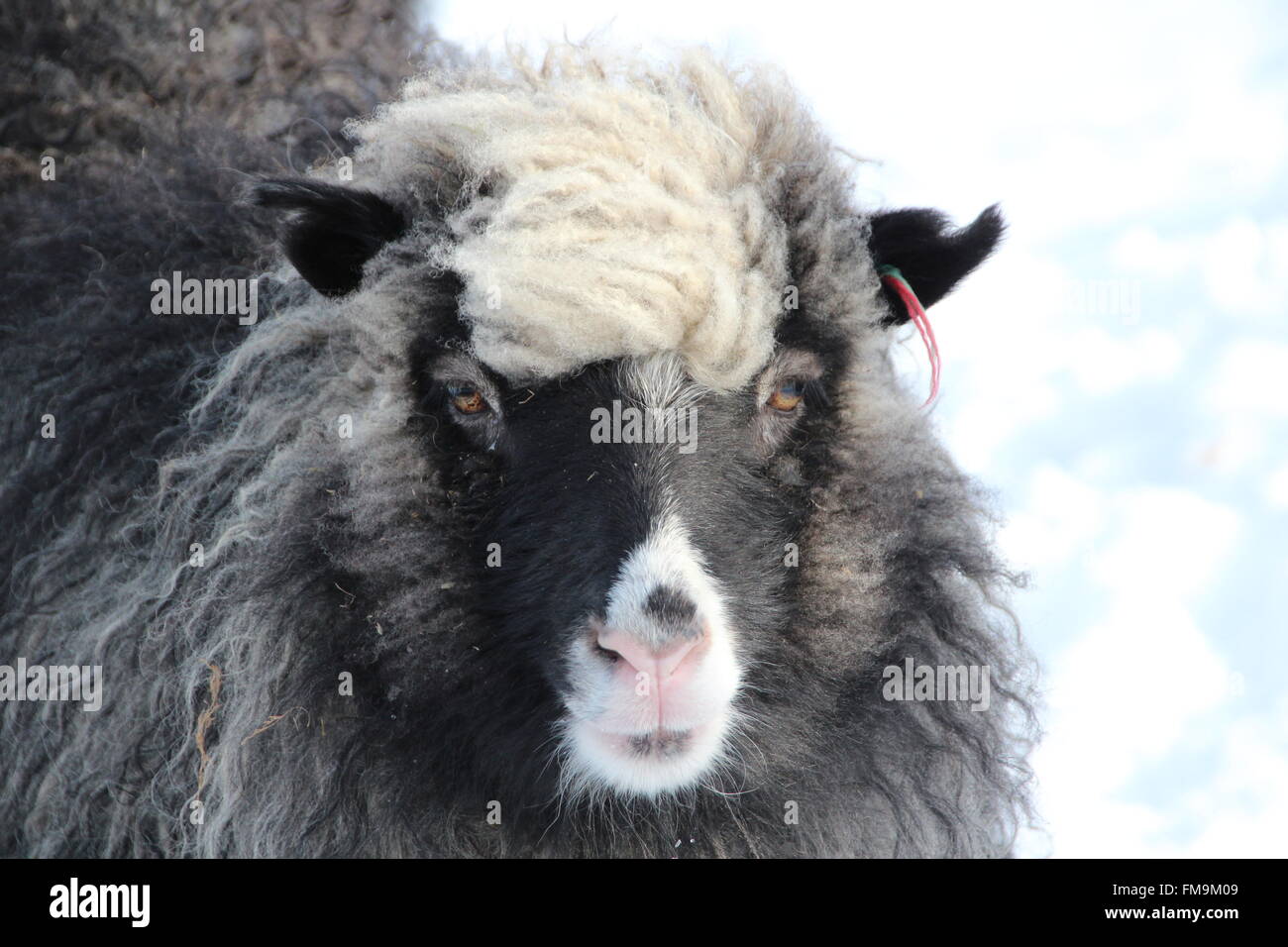 Wildlife in the Faroe Islnads in the north Atlantic Stock Photo - Alamy