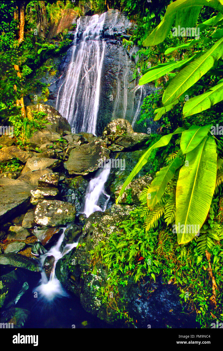 La Coca Waterfalls, Rainforest, (El Yunge Caribbean National Forest ...