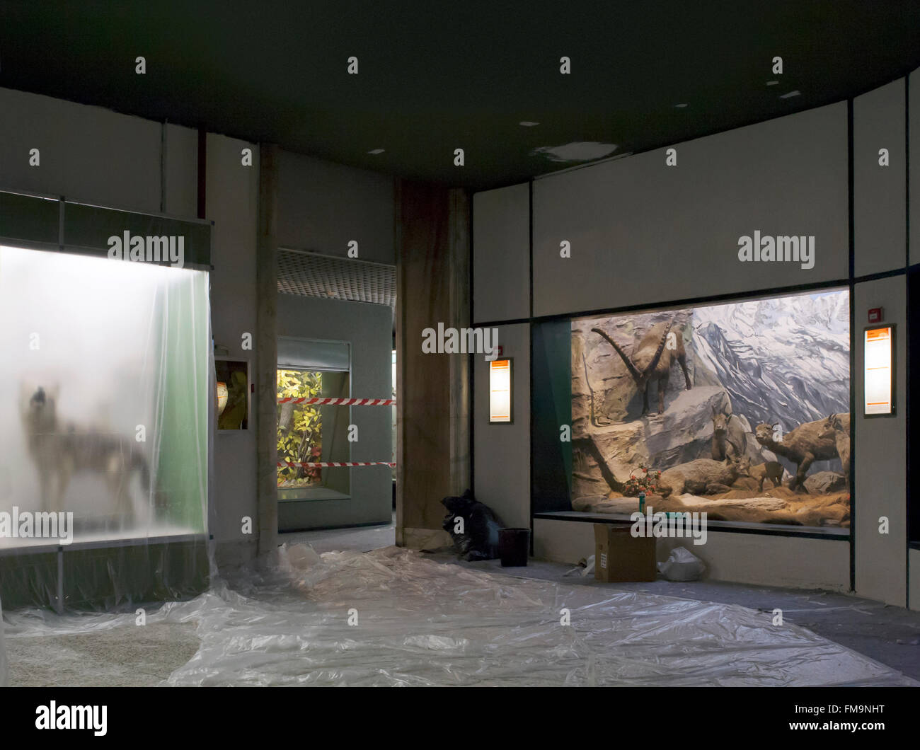 Natural museum history, stuffed animals in glass cases: work in ...