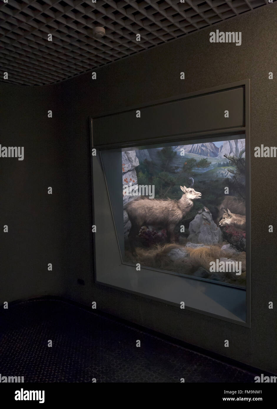 Museum display cases hi-res stock photography and images - Alamy