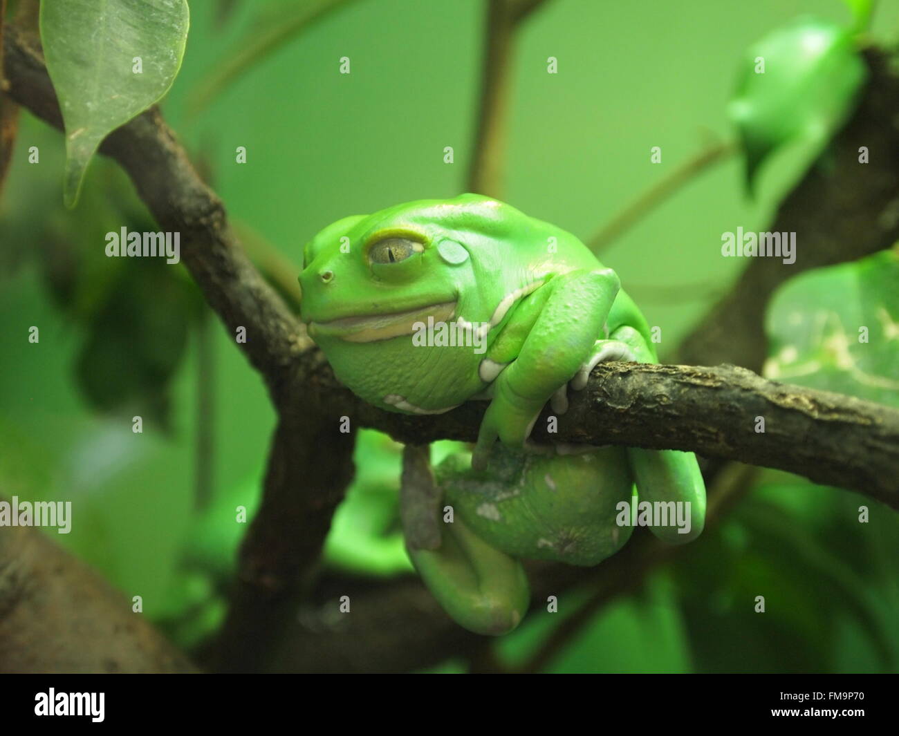 Hanging Tree Frog Stock Photo - Alamy