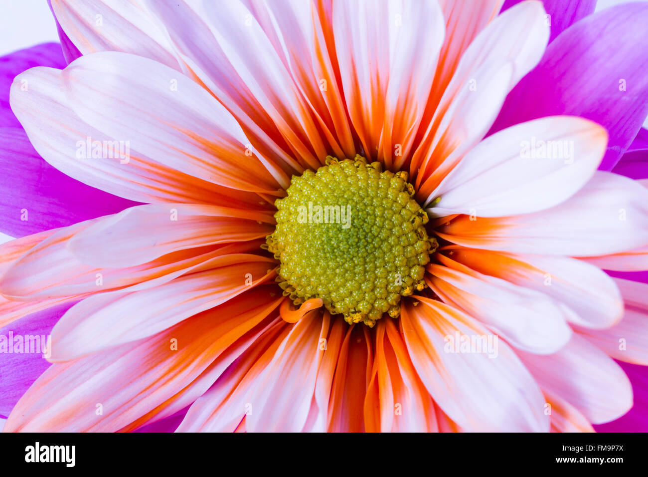 close up of a beautiful daisy in a deep orange and purple color for a ...