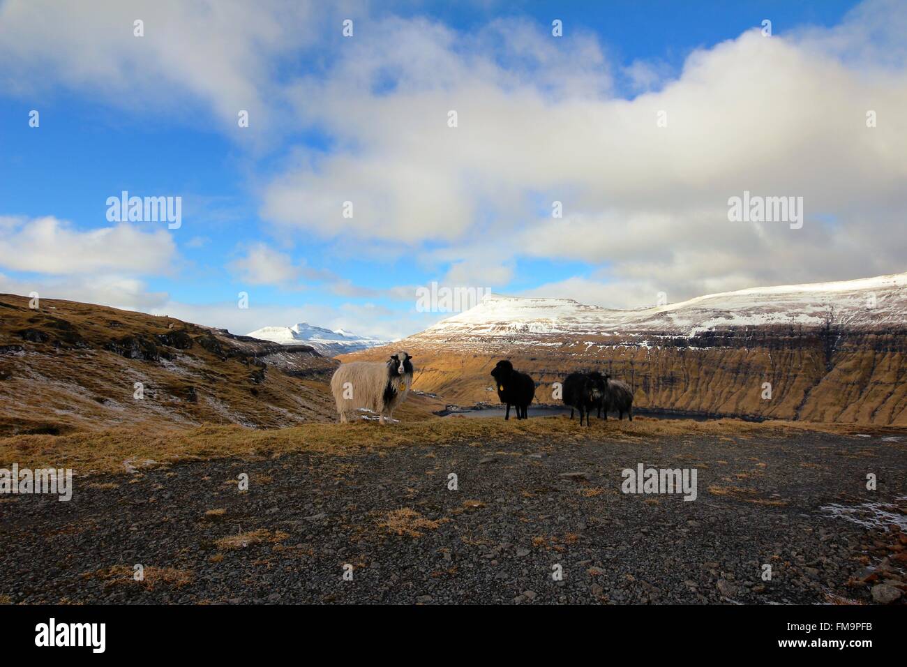 Wildlife in the Faroe Islnads in the north Atlantic Stock Photo - Alamy