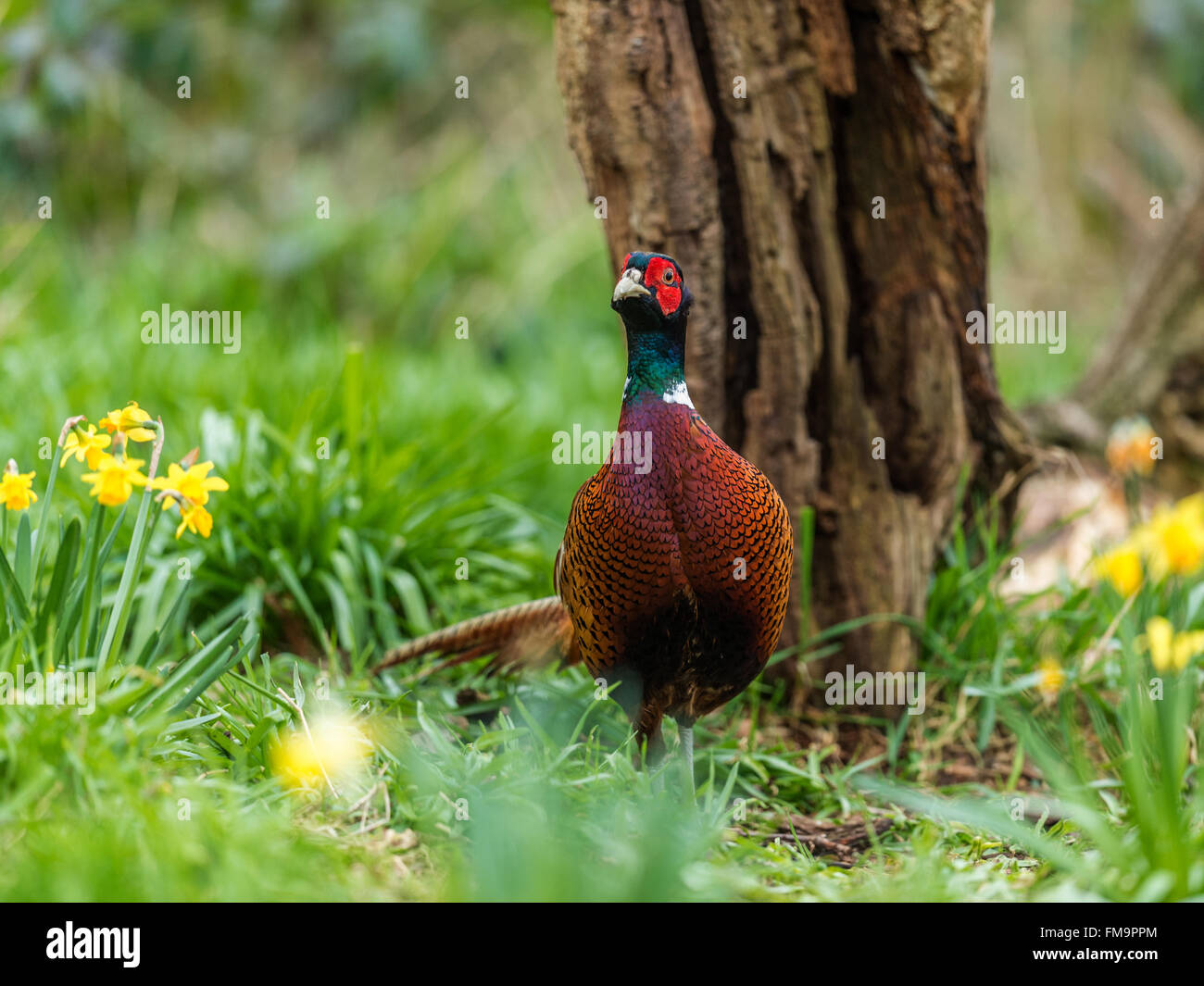 Beautiful British Ring-necked Pheasant (Phasianus colchicus) foraging ...