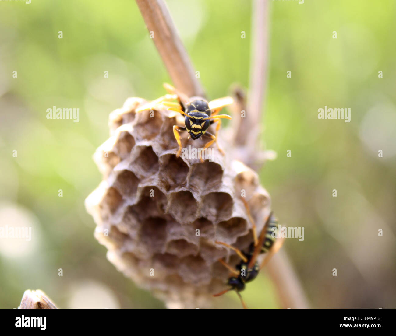 Small wasps nest hi-res stock photography and images - Alamy