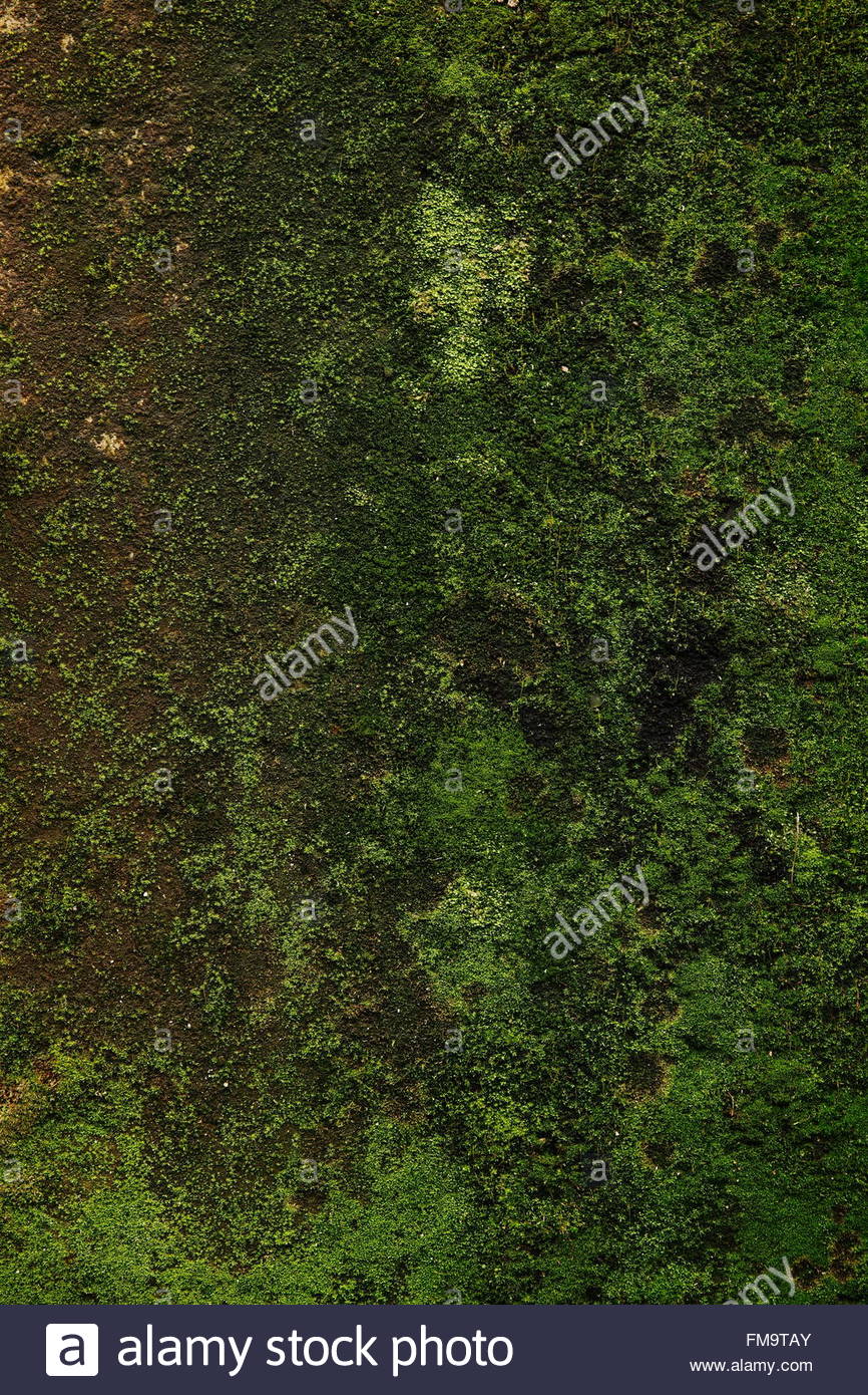 Moss Covered Wall Stock Photos & Moss Covered Wall Stock Images - Alamy