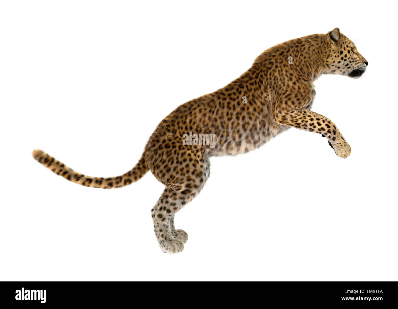 Digital render of a big cat leopard jumping isolated on white ...