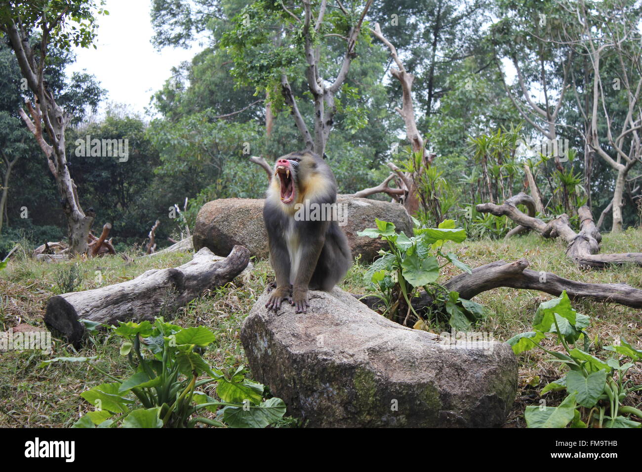Monkey yawning hi-res stock photography and images - Alamy