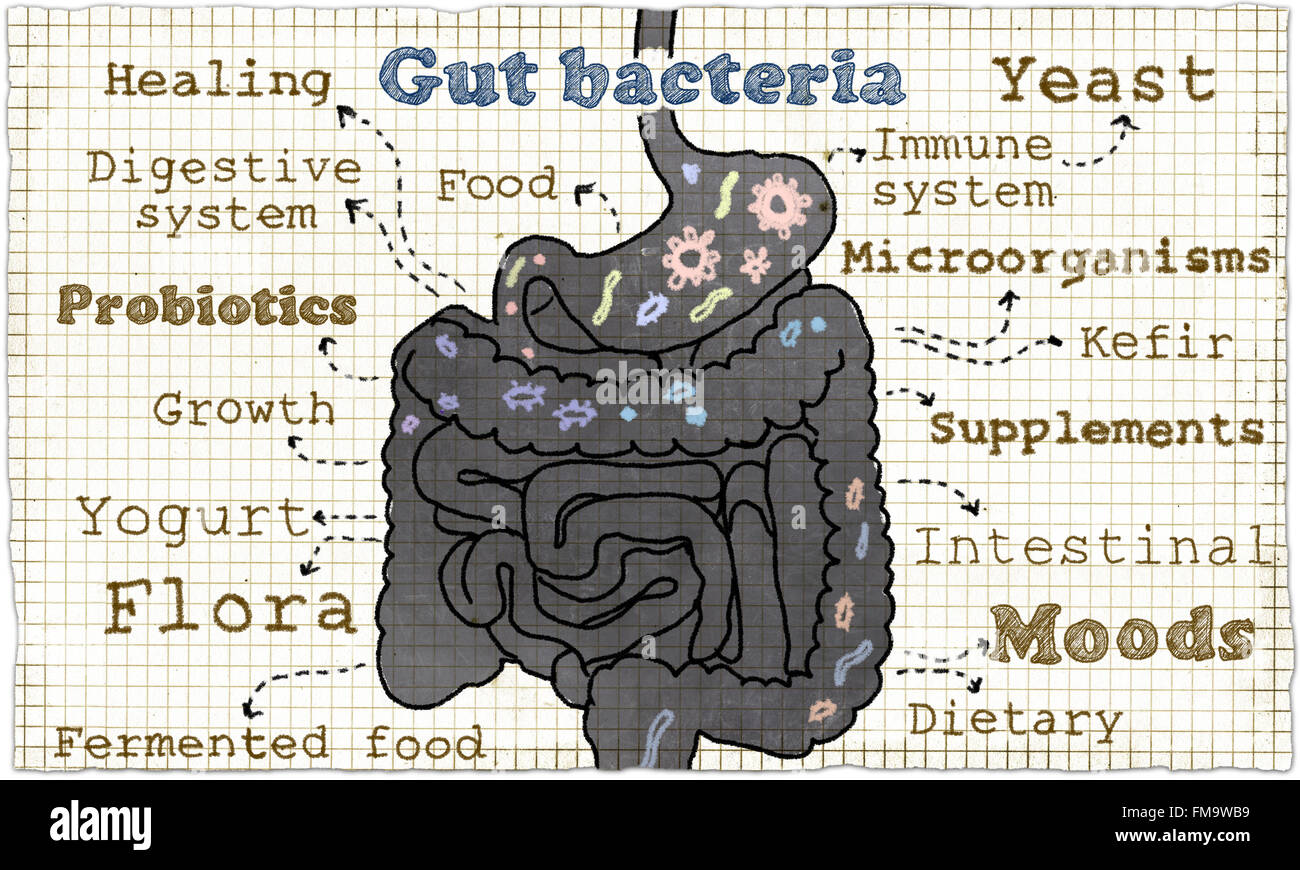 Illustration about Gut Bacteria Stock Photo - Alamy