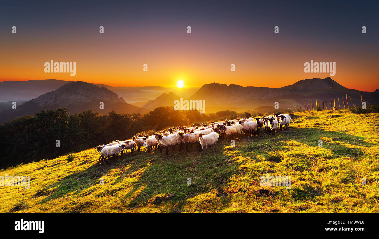 Valley sheep hi-res stock photography and images - Alamy