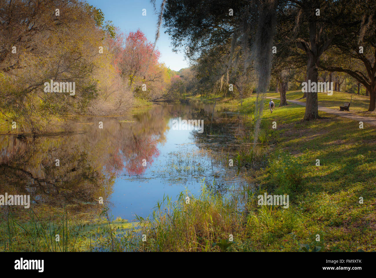 Riverbank - A scenic river in Florida with trees reaching over the ...