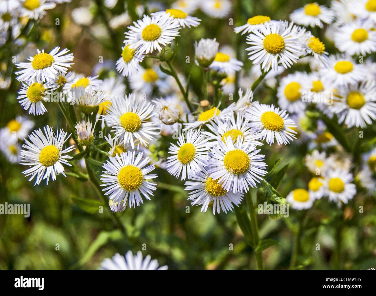 Flowers wild daisy growing in a field Stock Photo - Alamy