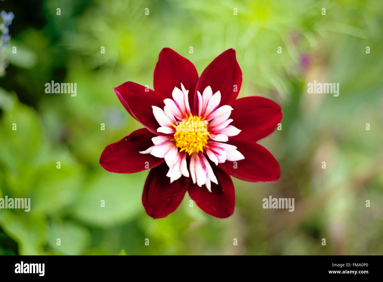 Red and white flower from above at Claude Monet's garden Stock Photo ...