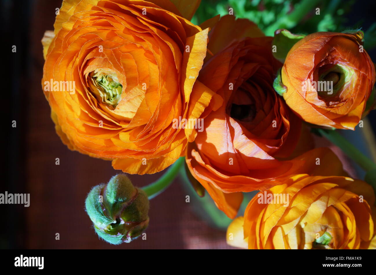 Orange ranunculus flower in bloom in the spring Stock Photo - Alamy