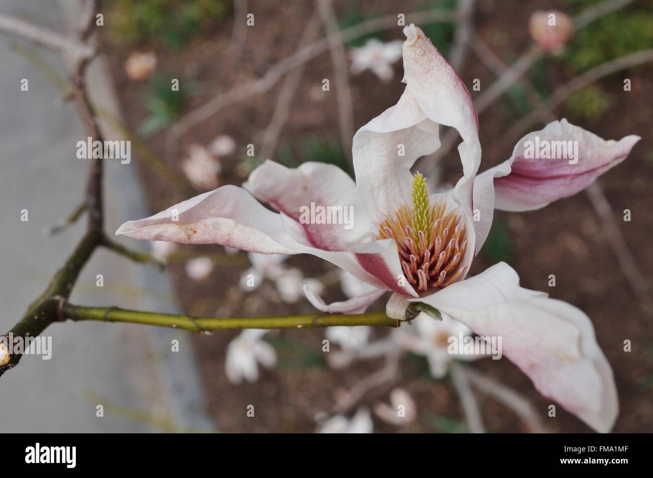 Pink magnolia buds unfurling into flowers in the spring Stock Photo - Alamy