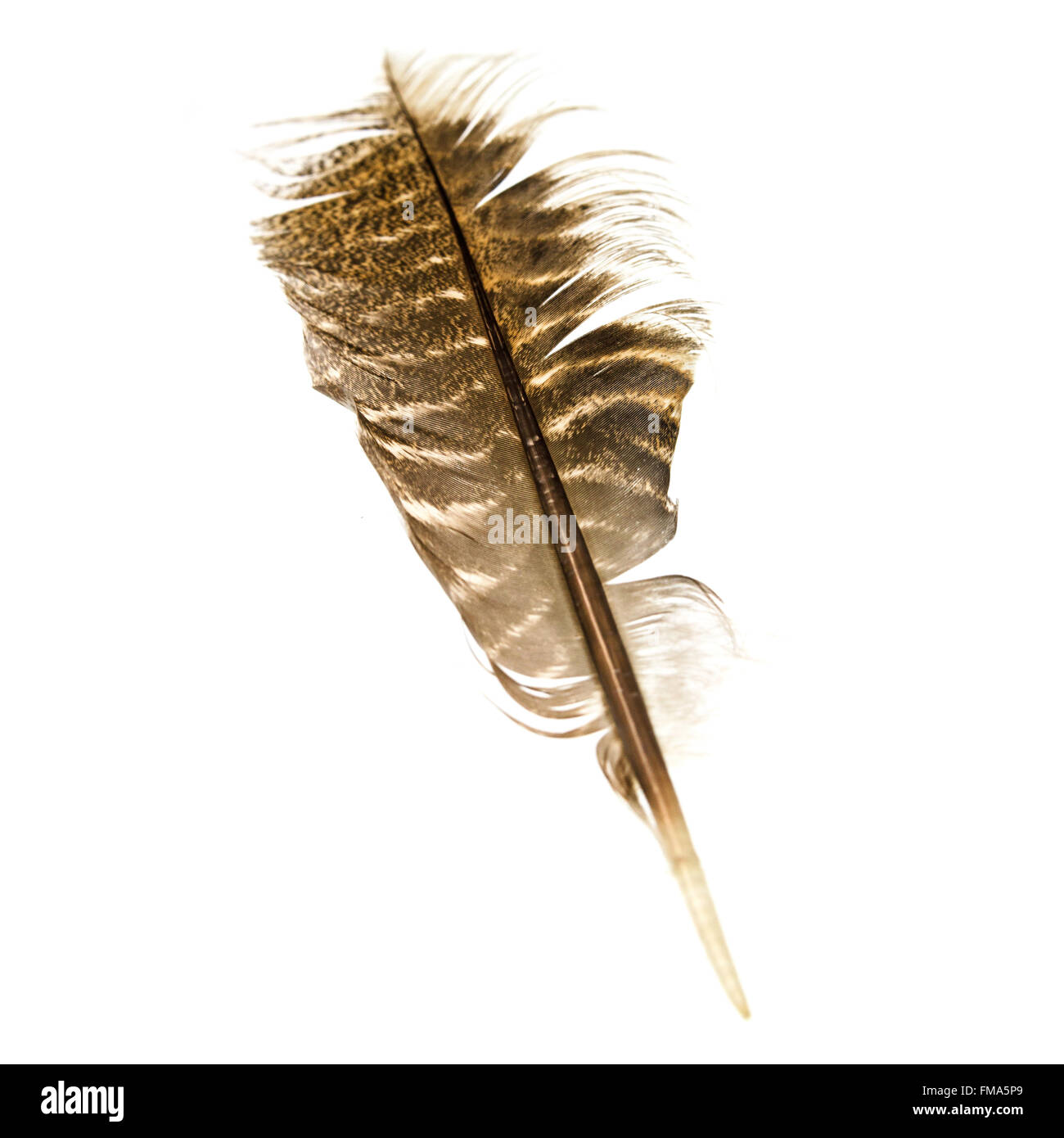 Eastern turkey bird hi-res stock photography and images - Alamy