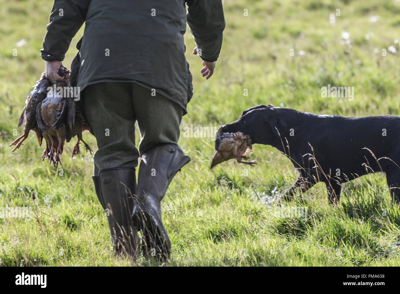 Black labrador retrieving a partridge on a shoot Stock Photo - Alamy