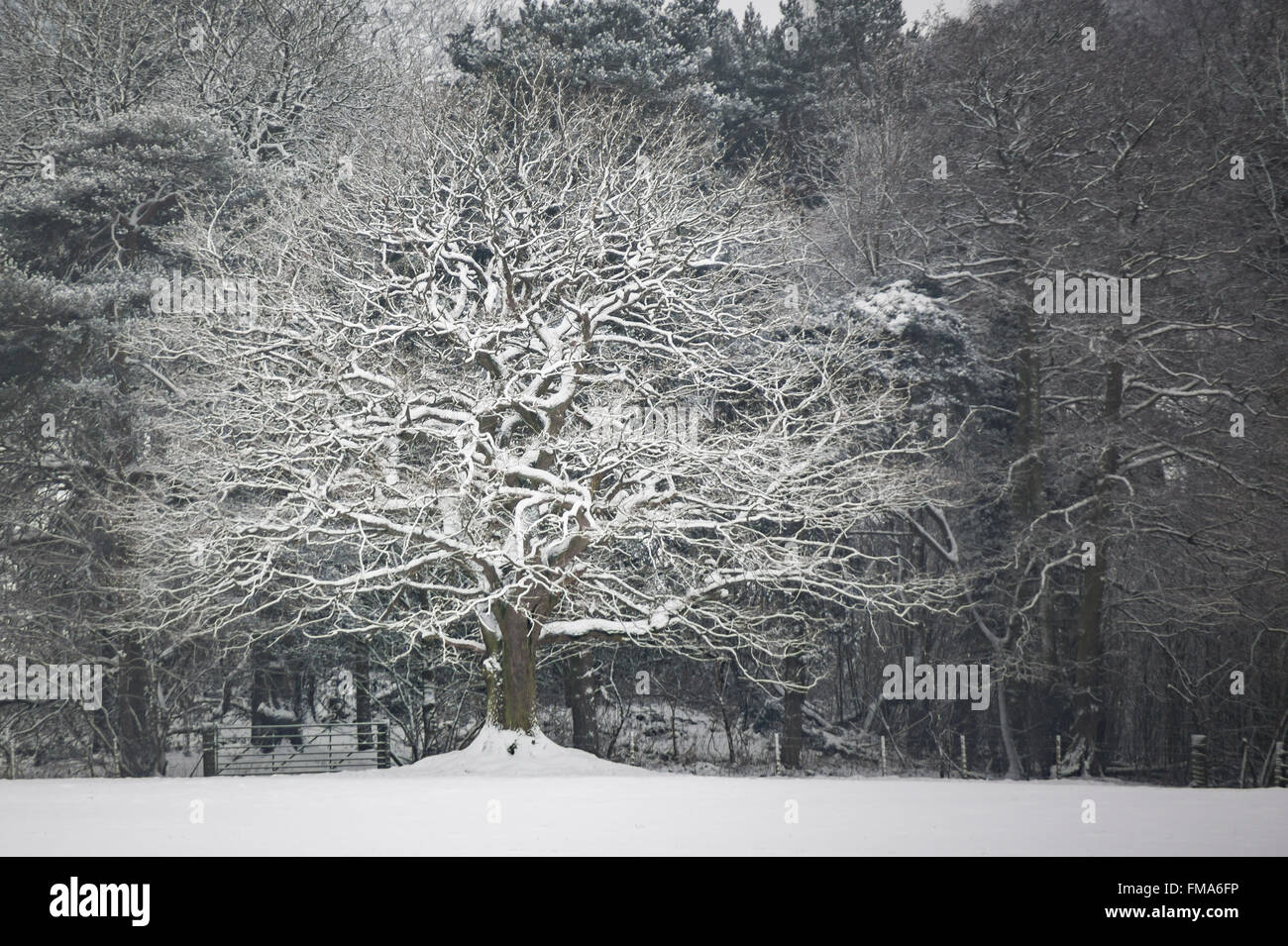 Large oak tree in winter, covered in snow in a field in front of a ...