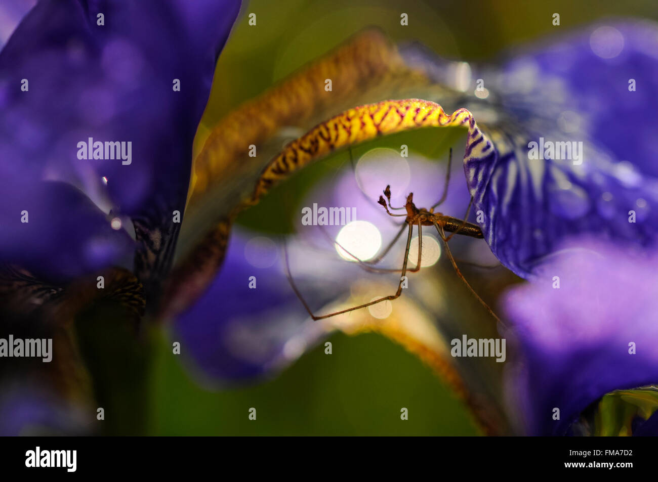 A garden spider hiding beneath the petals of an Iris Sibirica in an ...