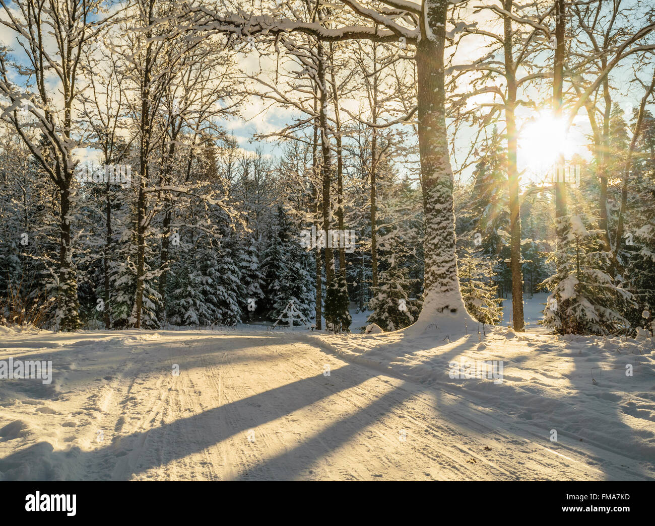 Woodland snow sunset hi-res stock photography and images - Alamy