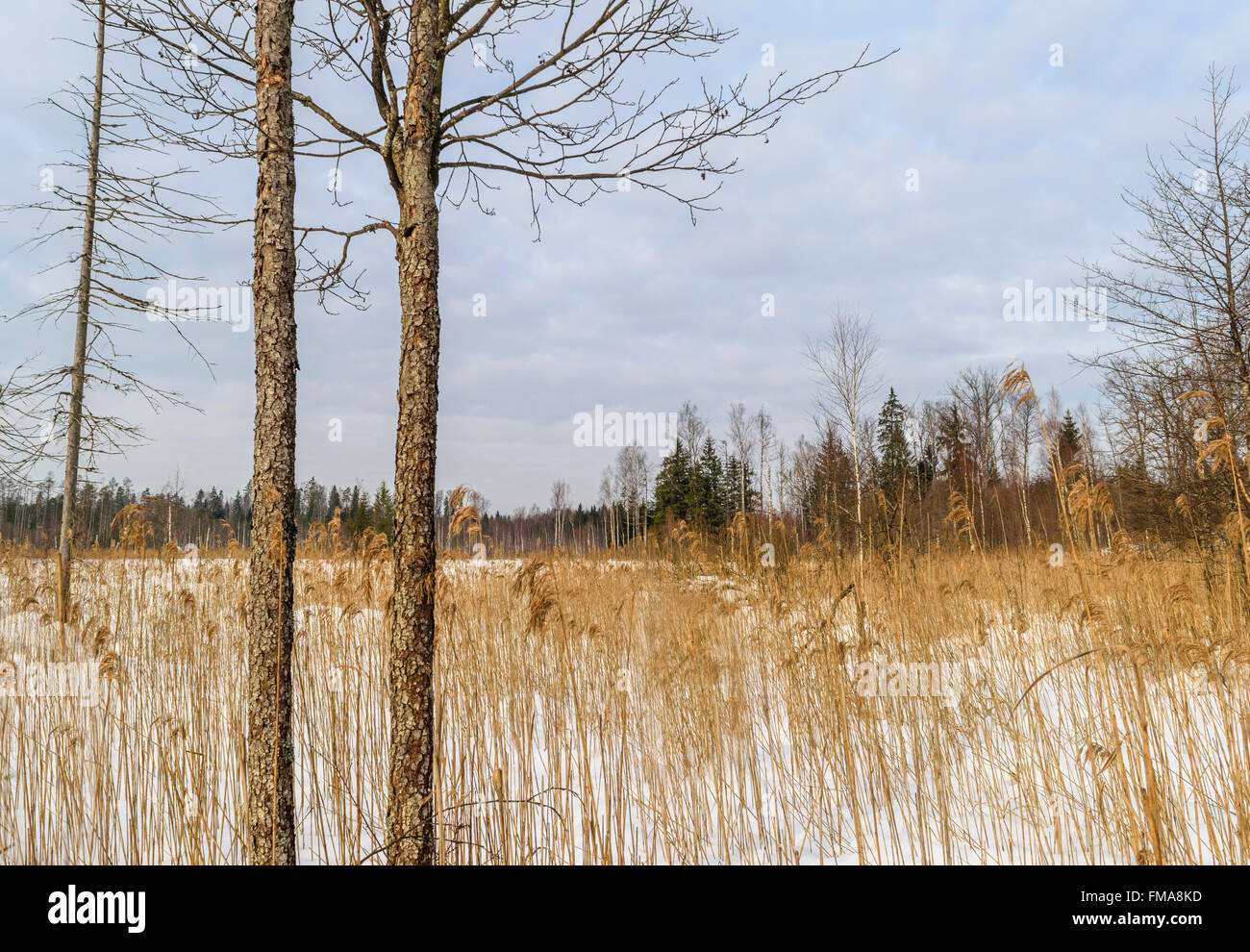 Long dry grass hi-res stock photography and images - Alamy
