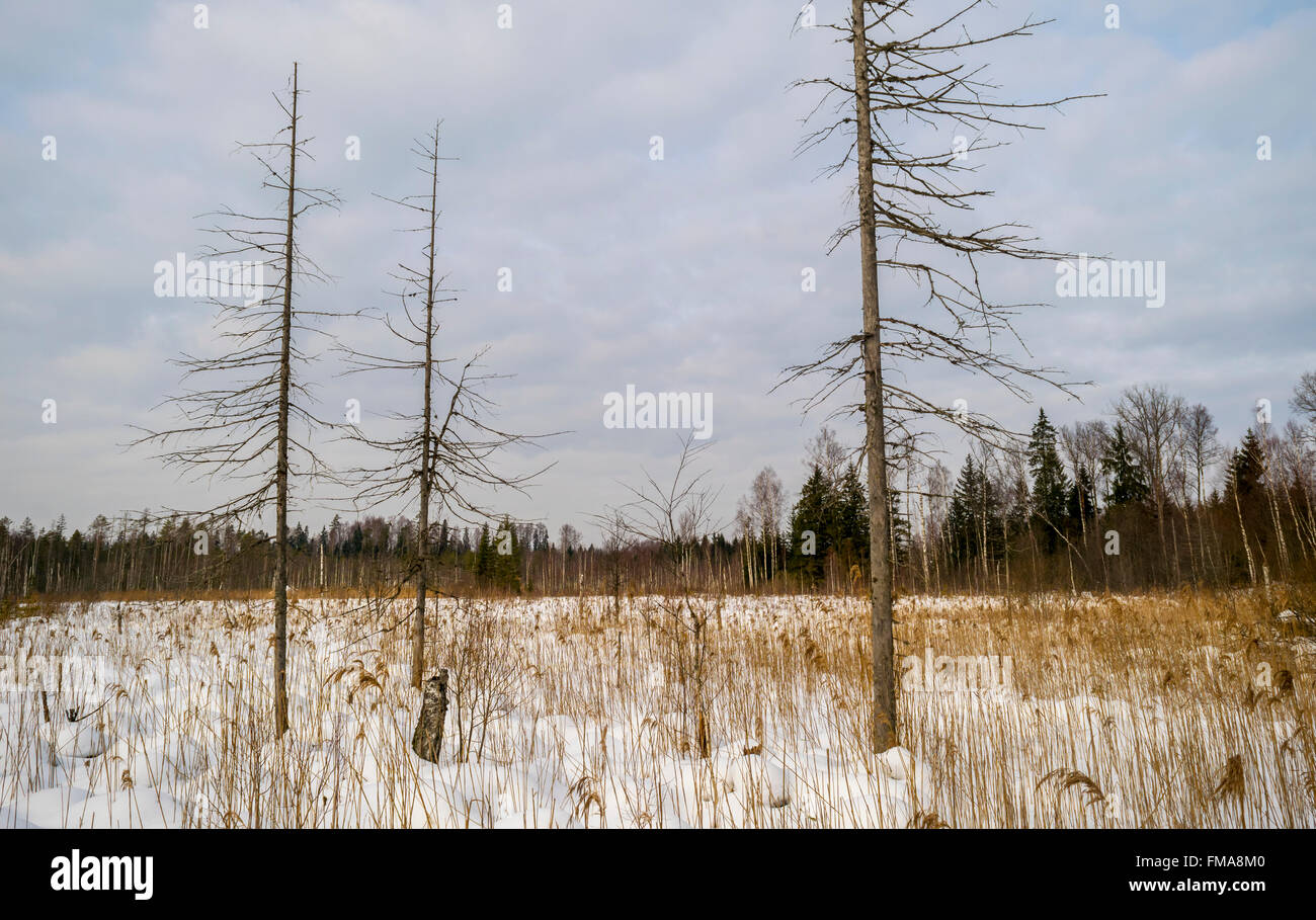 Winter scene snowy spruce hi-res stock photography and images - Alamy