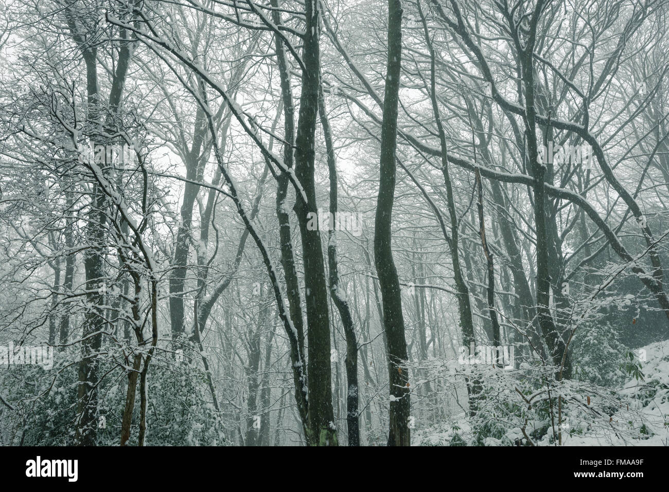 A light mist in a magical, snowy woodland in northern England Stock ...