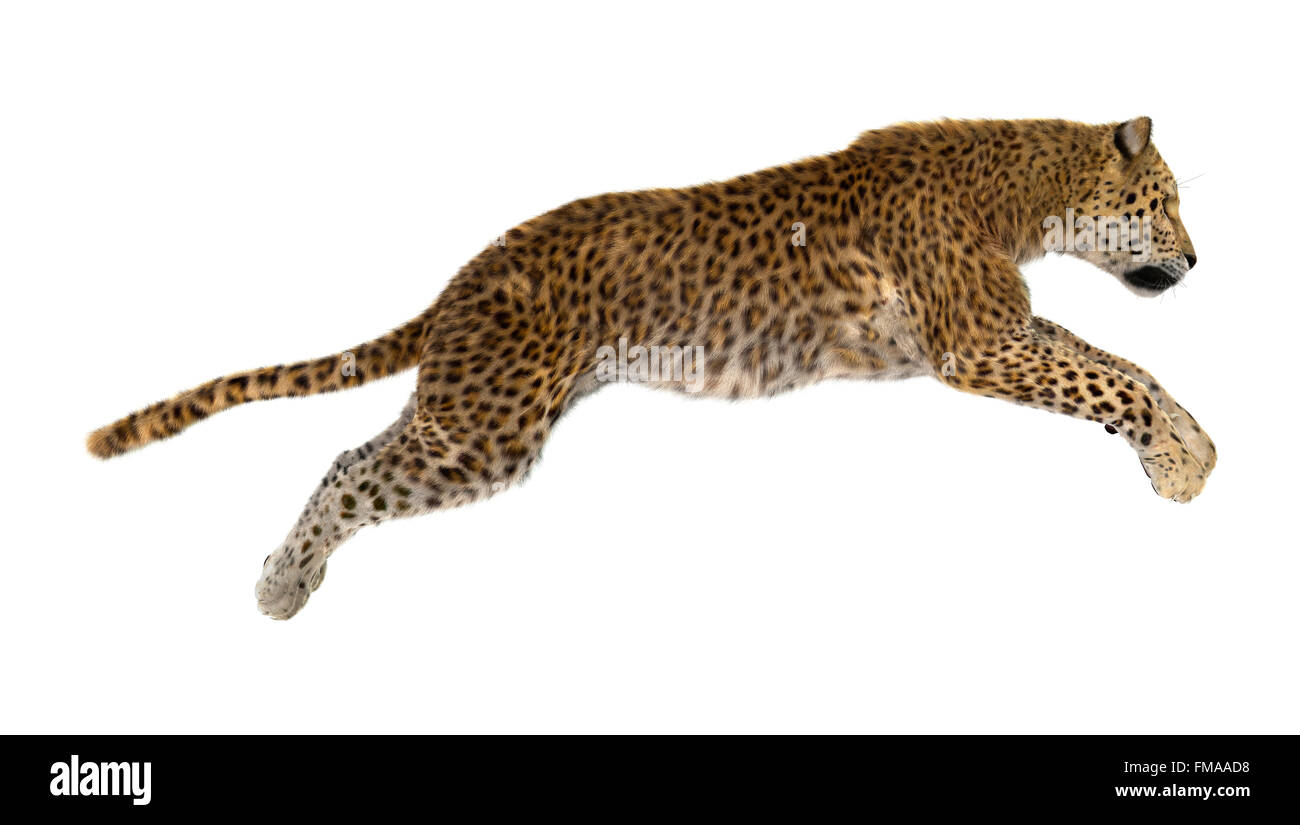 Digital render of a big cat leopard jumping isolated on white ...