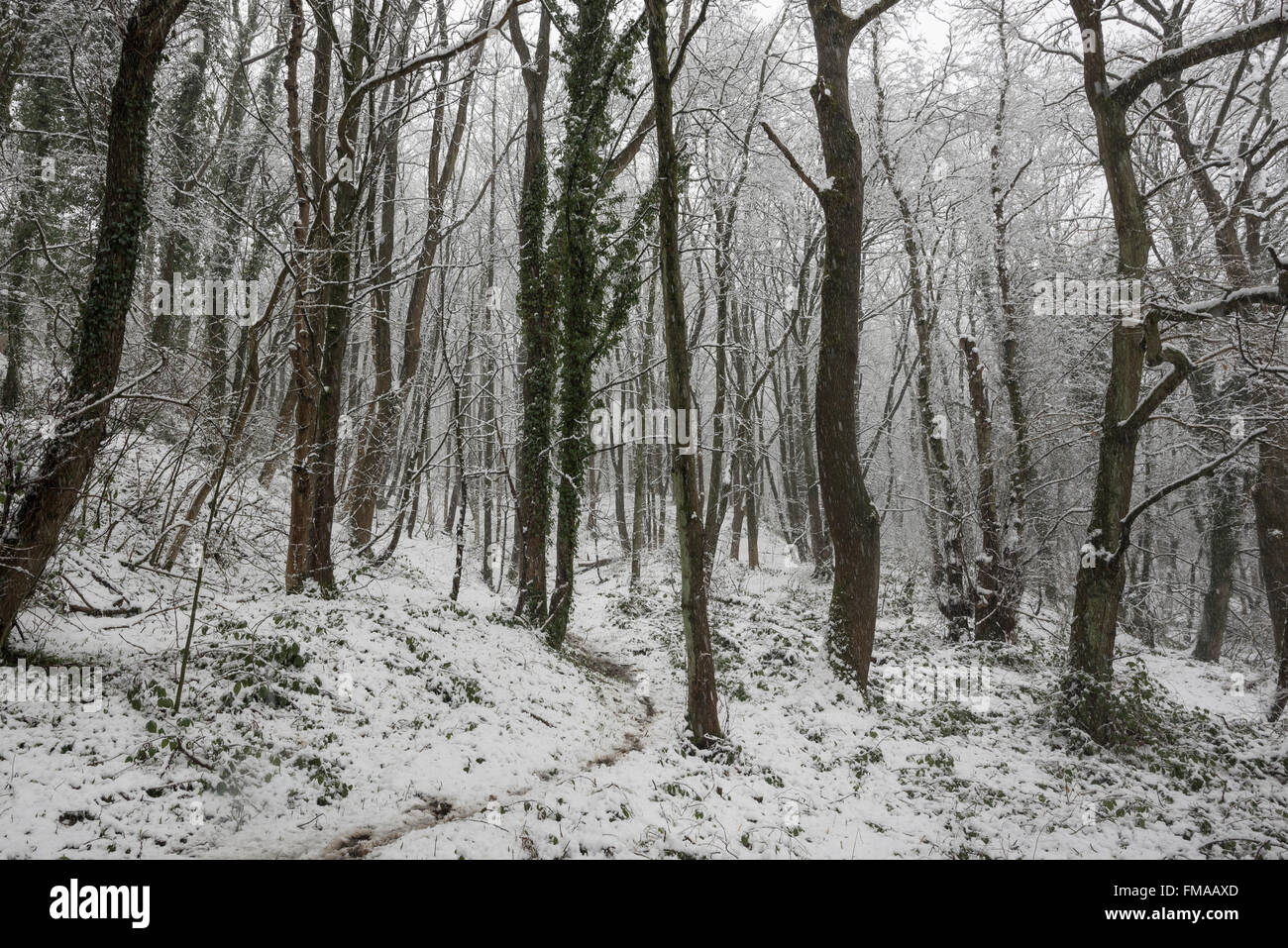 Woodland snow scene hi-res stock photography and images - Alamy