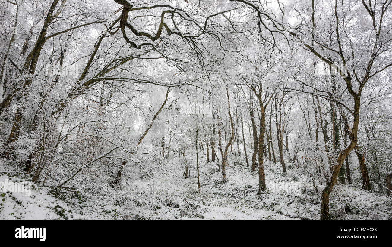Beautiful winter woodland scene hi-res stock photography and images - Alamy